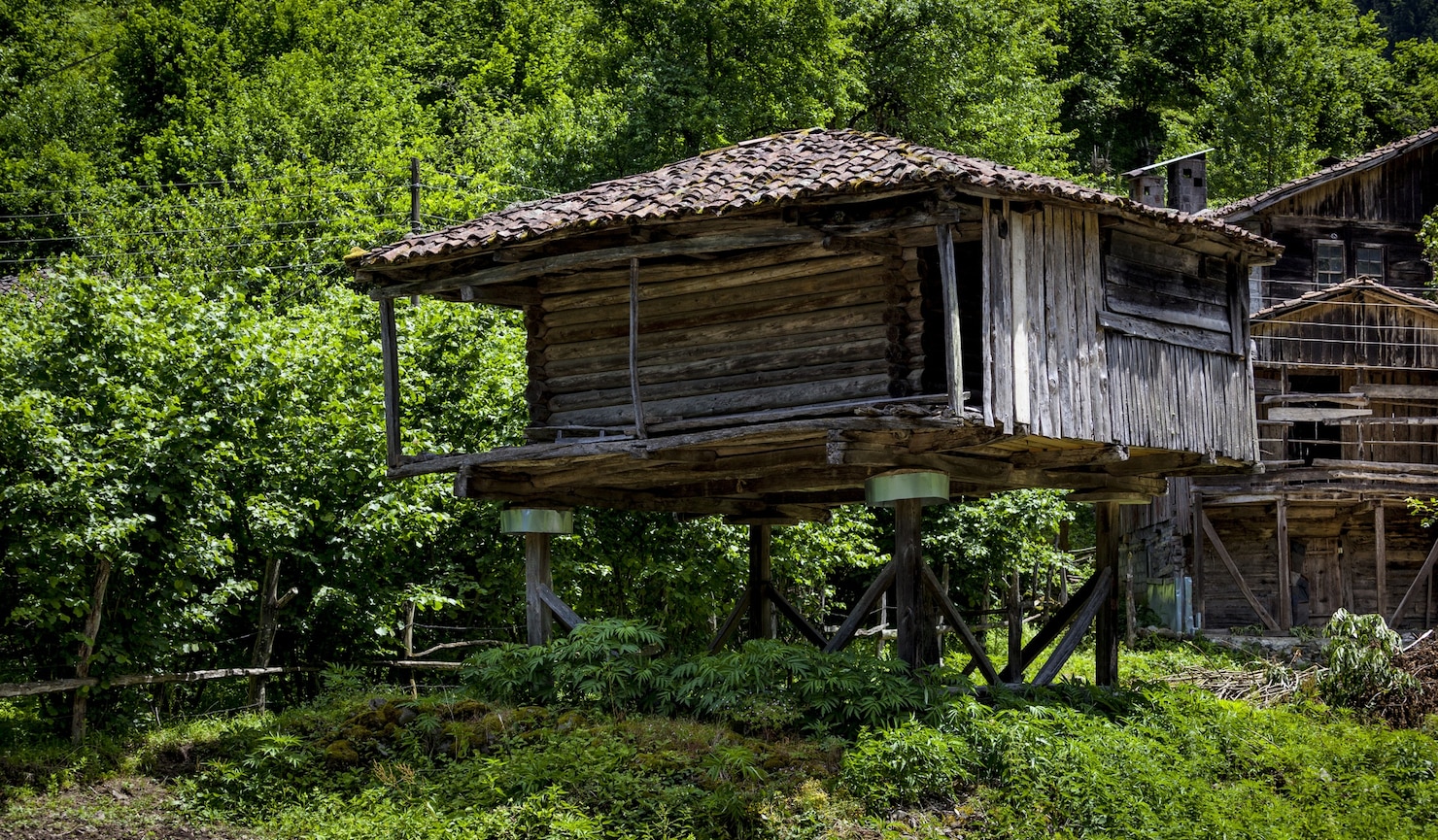 Tree House